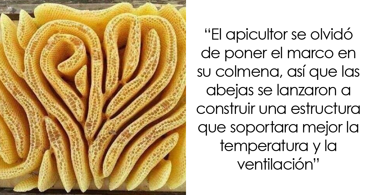 La gente comparte sus inesperados momentos de tripofobia, y aquí hay 25 ...