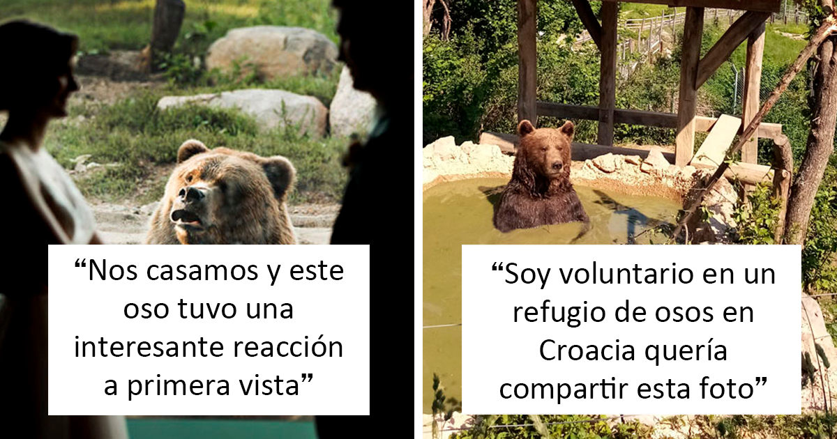 Memes Divertidos De Osos Polares