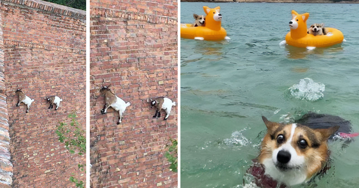 30 Animales graciosos que te alegrarán el día (nuevas fotos)