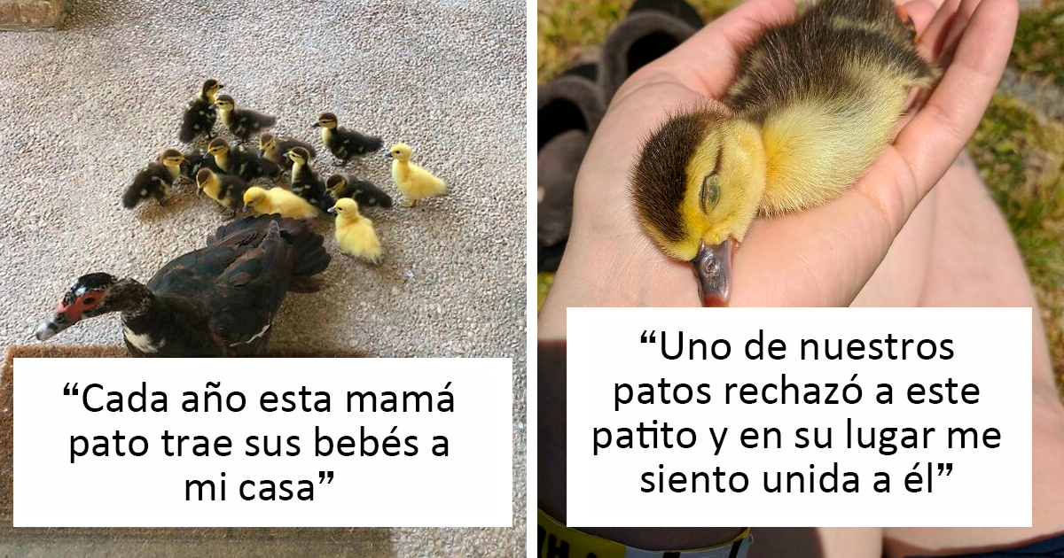 30 Adorables fotos de patos a las que no te podrás resistir