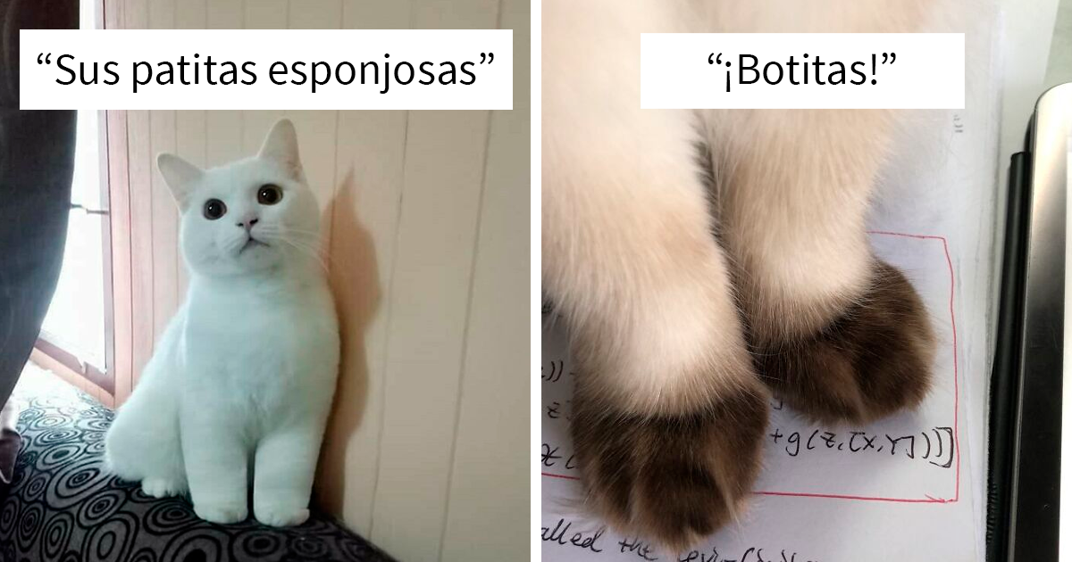 30 Adorables patitas de gatitos para ser admiradas por todo amante de ...