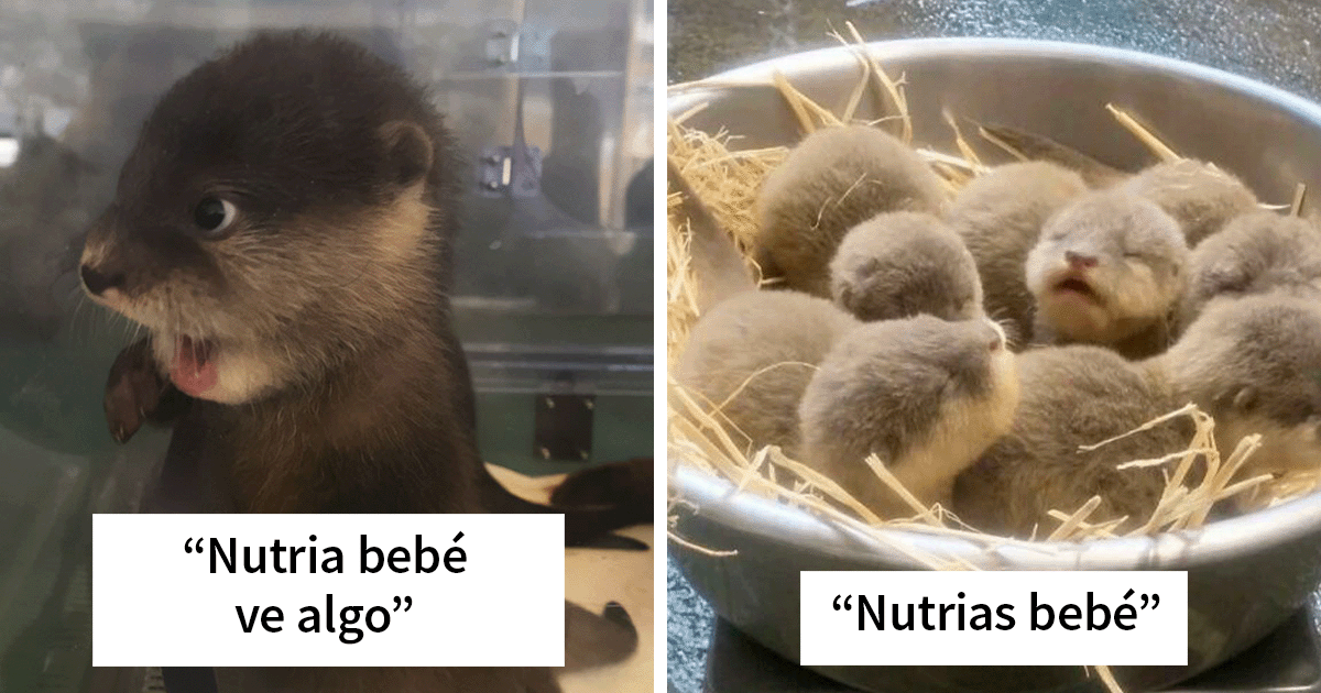 40 Fotos que demuestran que las nutrias son uno de los animales más lindos
