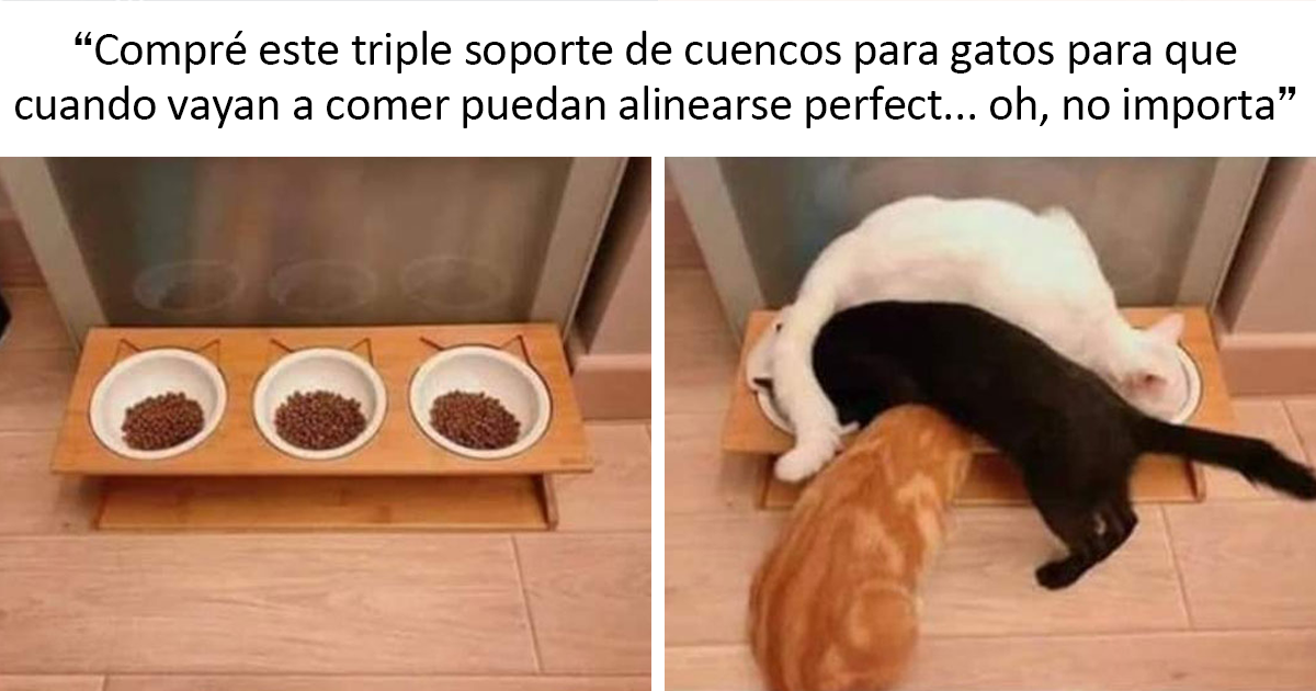 Los Mejores Memes De Animales De Todos Los Tiempos Viernes De