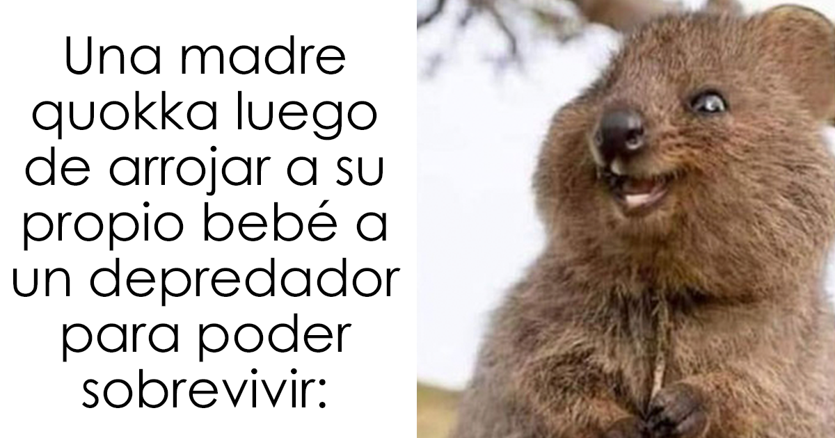 Este grupo en línea comparte memes de humor negro sobre ecología y ...
