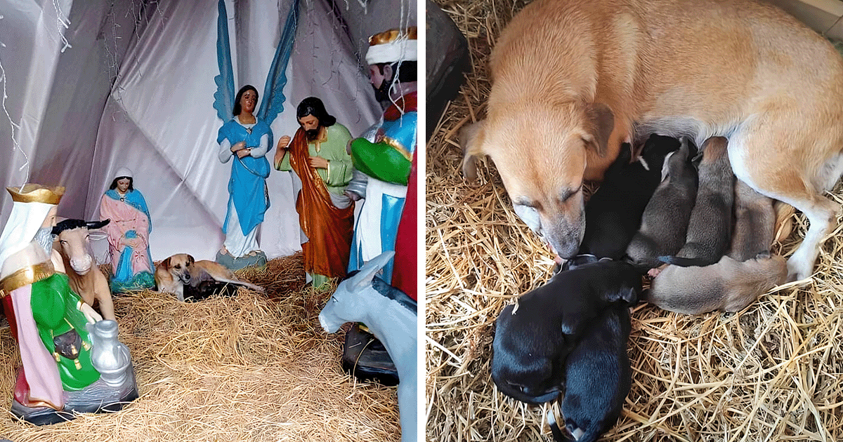 Esta mamá perro sorprendió a todos dando a luz a sus cachorritos en un ...