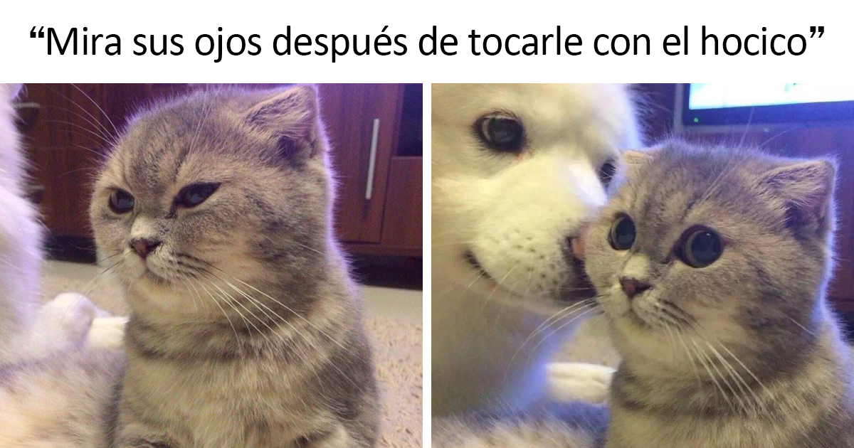 25 Memes reconfortantes para alegrarte el día (nuevas imágenes) | Panda ...
