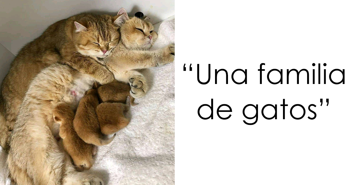 40 De las publicaciones más adorables sobre gatos para alegrarte el día