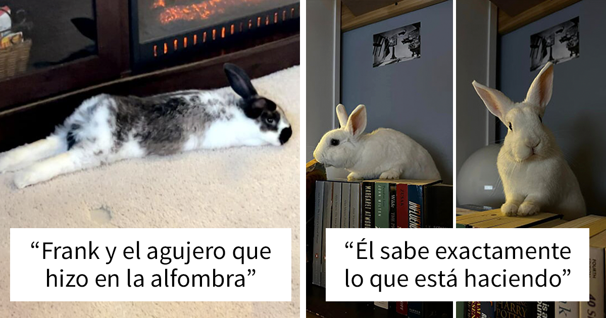 35 Dueños de conejos muestran la verdadera cara de estas criaturas ...