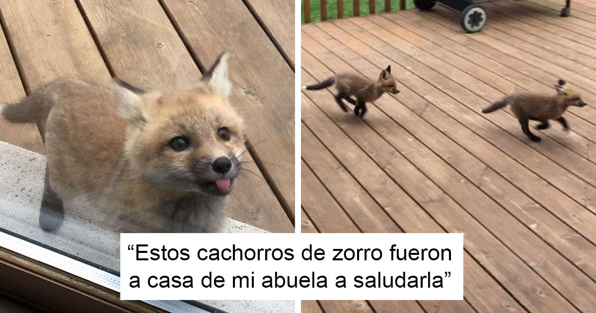 40 Encuentros enternecedores con animales salvajes que dejaron a la ...