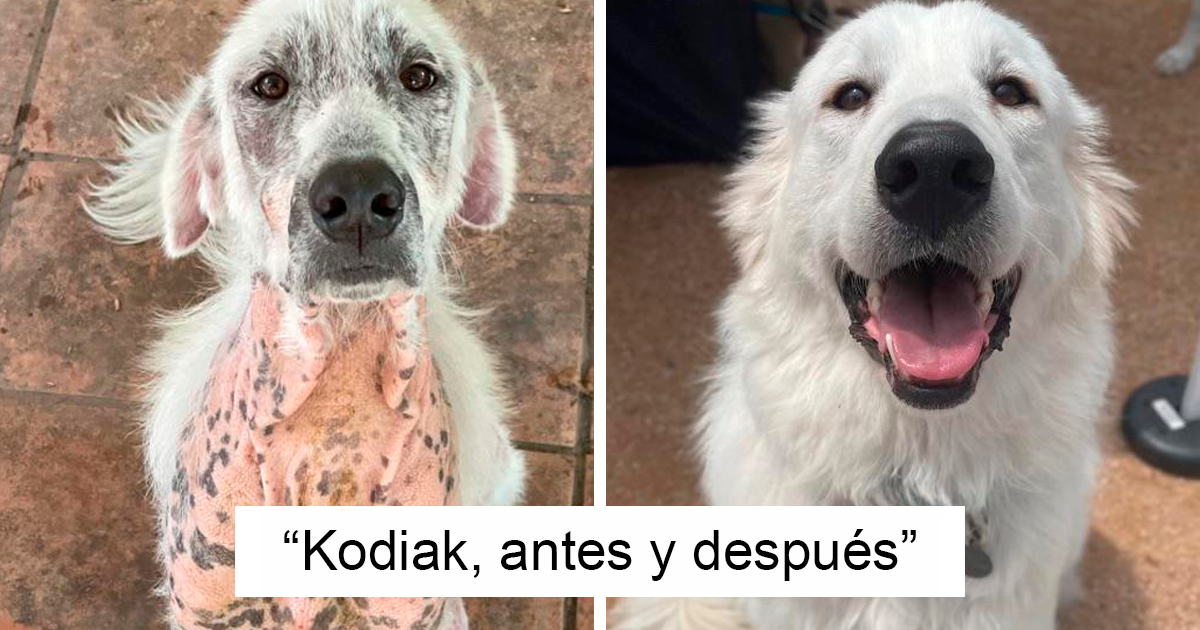 40 Conmovedoras fotos de perros antes y después de ser adoptados ...