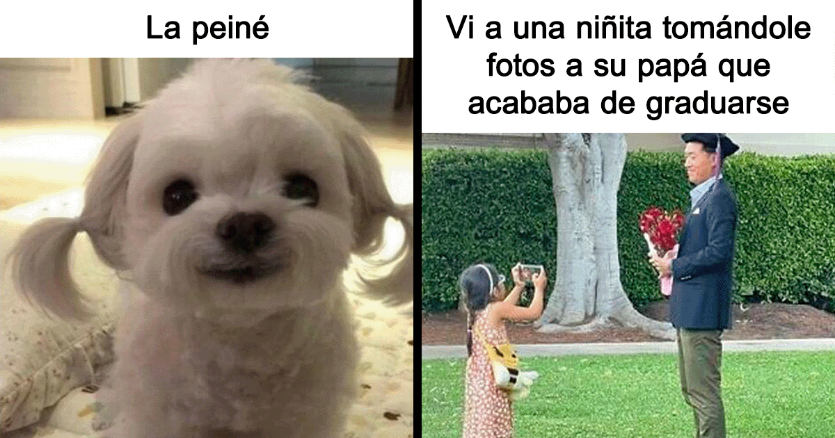 20 Memes muy respetables, divertidos y reconfortantes | Panda Curioso