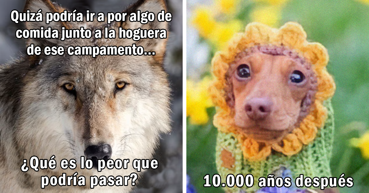 20 Divertidísimos memes sobre la evolución de cualquier cosa que ...