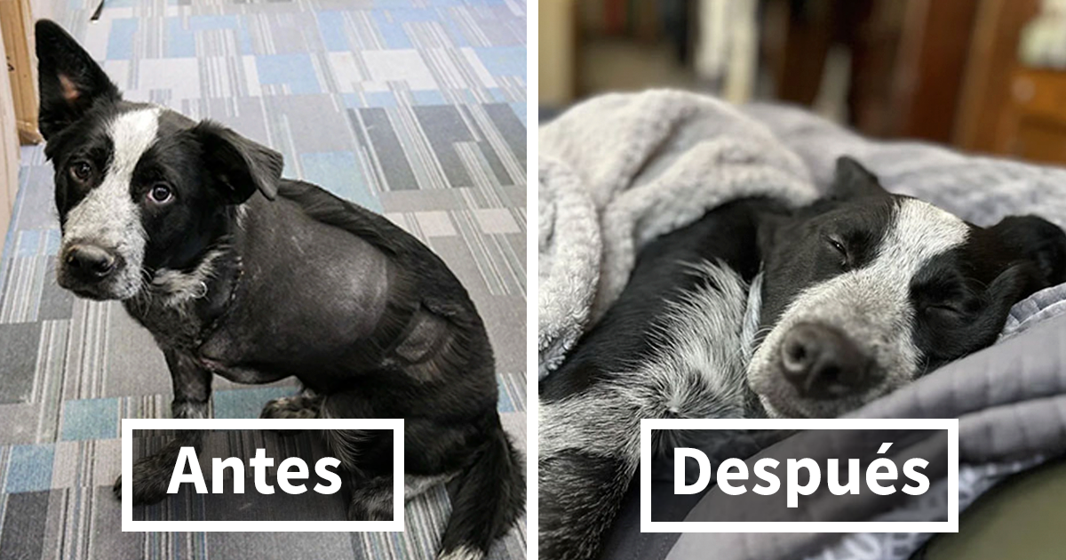 30 fotos del antes y después de perros luego de ser adoptados que ...