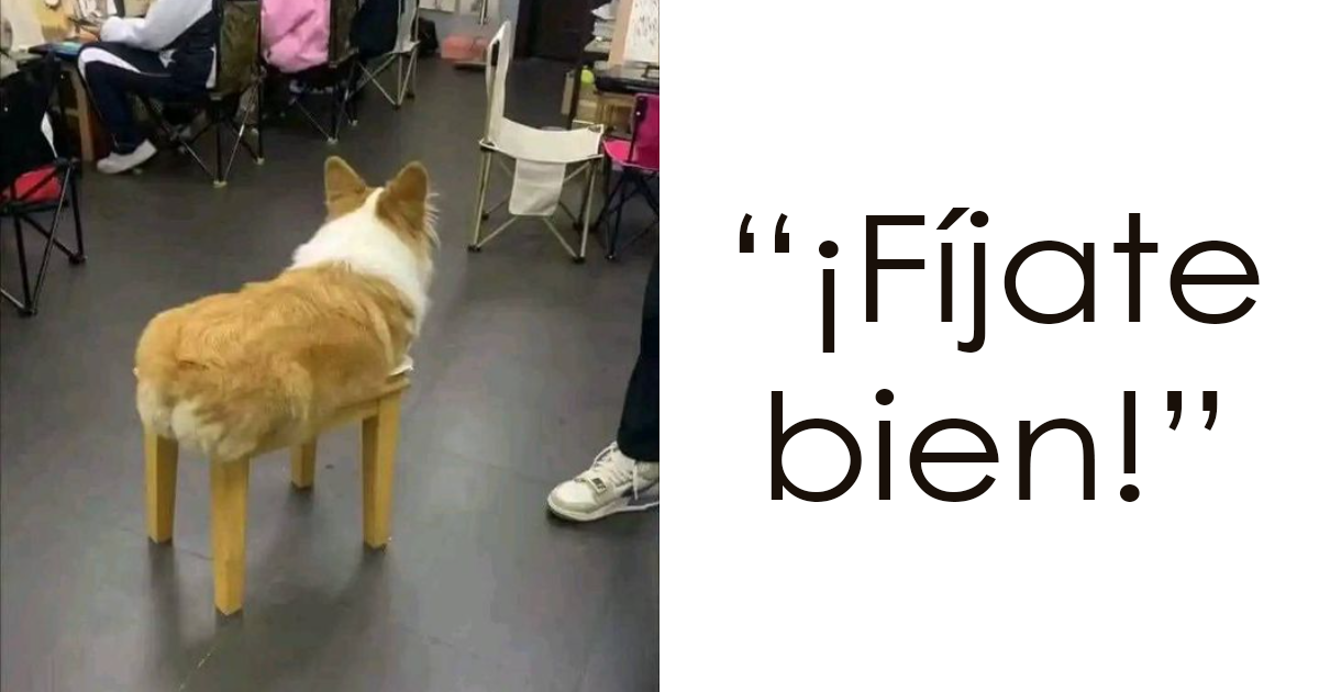 21 Imágenes sin contexto que no lo necesitan para hacerte reír | Panda ...