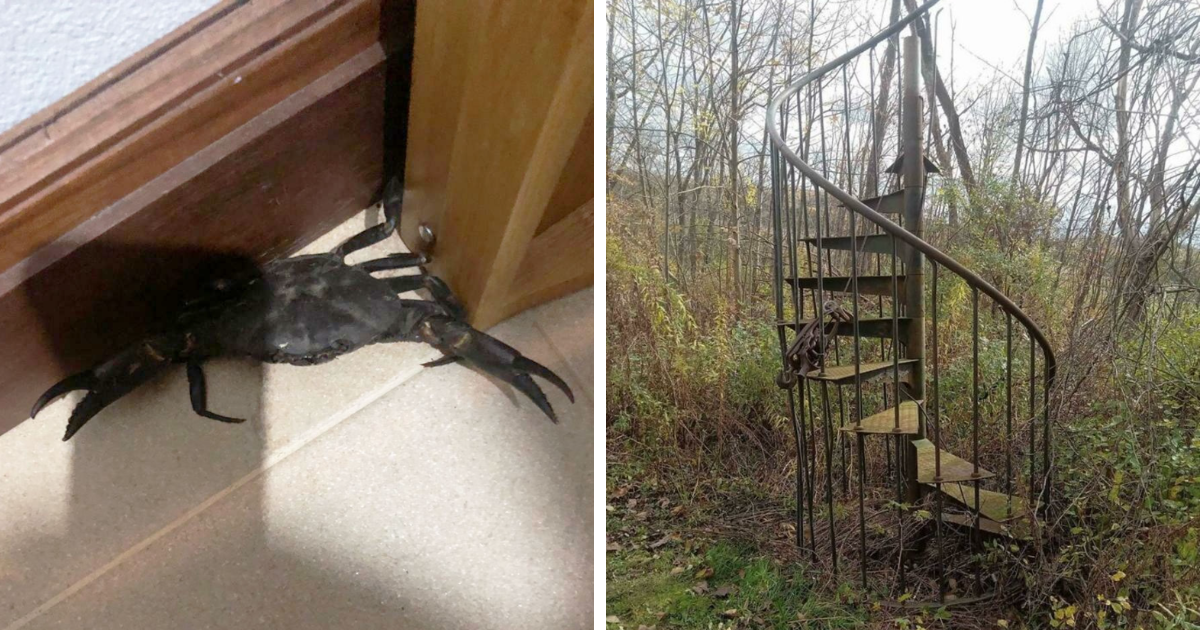 30 De las imágenes más «raras» del grupo online «Weird» | Panda Curioso