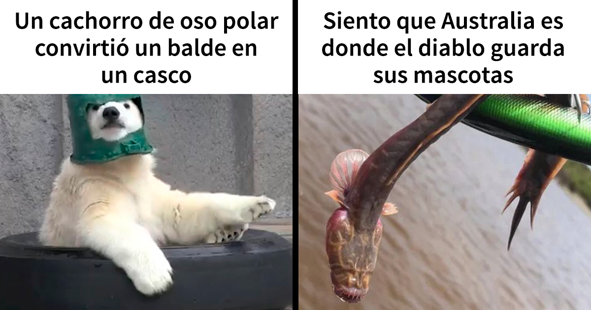 Estos 25 memes divertidos los distraerán de lo que sea que deberían ...