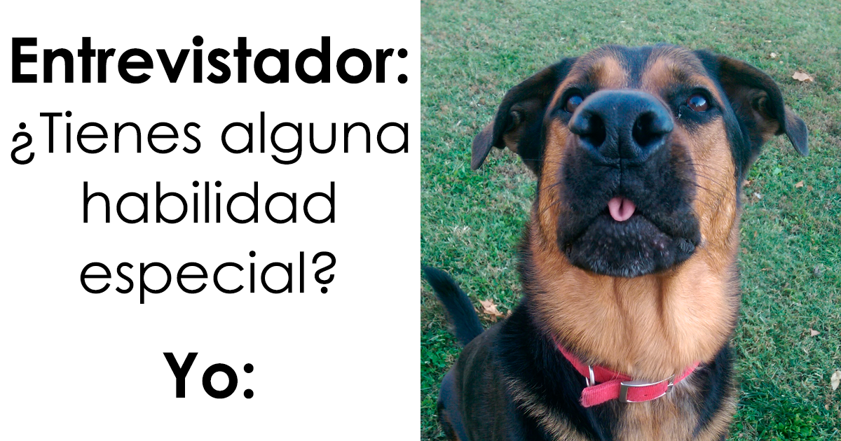 35 memes de perros adorablemente graciosos | Panda Curioso